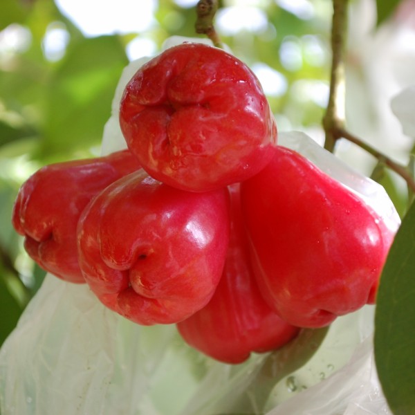 Három hét alatt három ország Ázsiában 2. rész - Trópusi gyümölcsfarmon ...